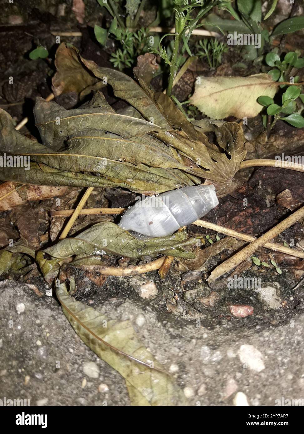 Decollate Snail (Rumina decollata Stock Photo - Alamy