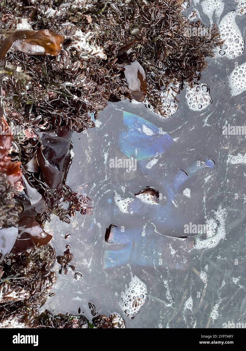 splendid iridescent seaweed (Mazzaella splendens Stock Photo - Alamy