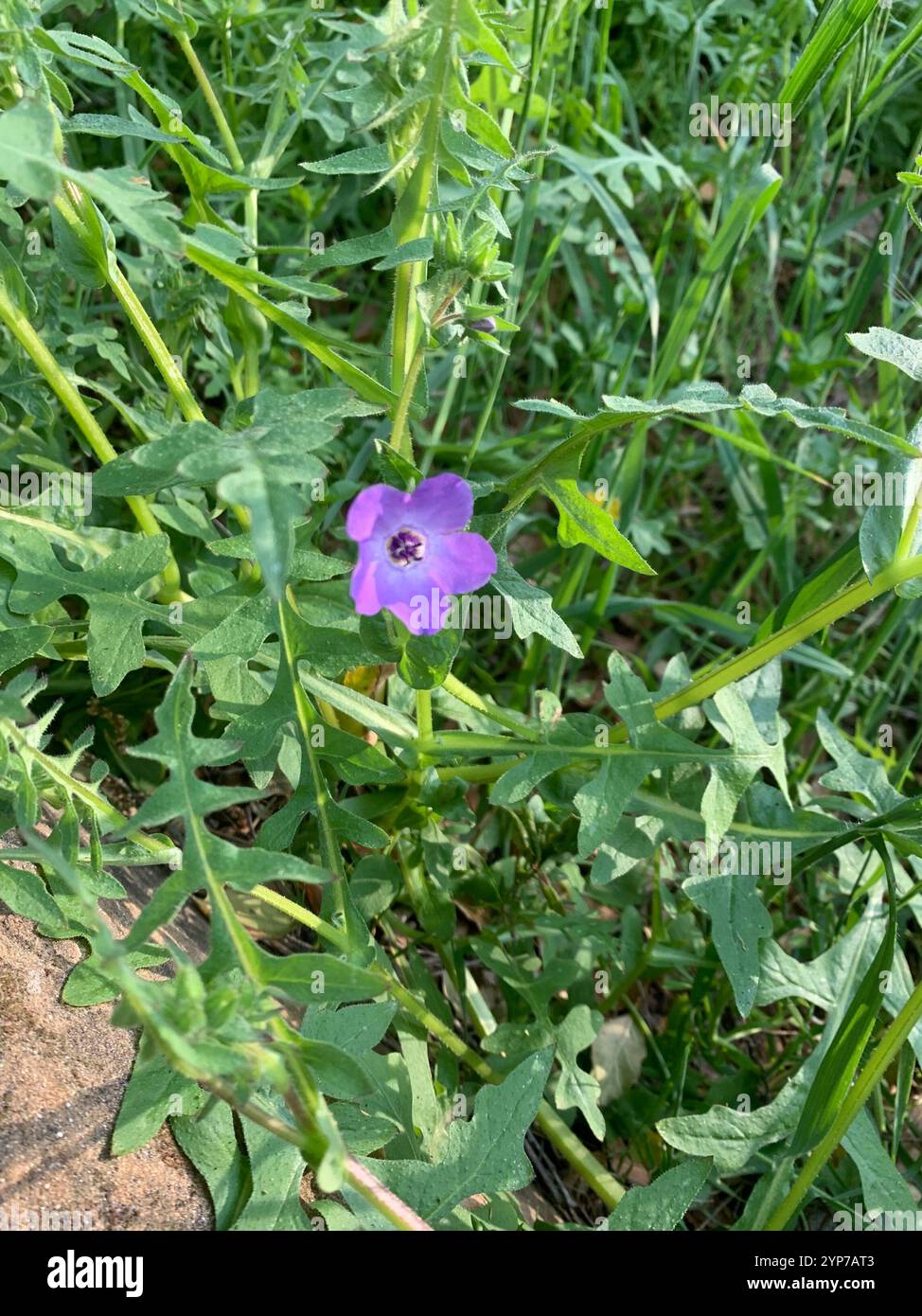 Fiesta Flower (Pholistoma auritum Stock Photo - Alamy