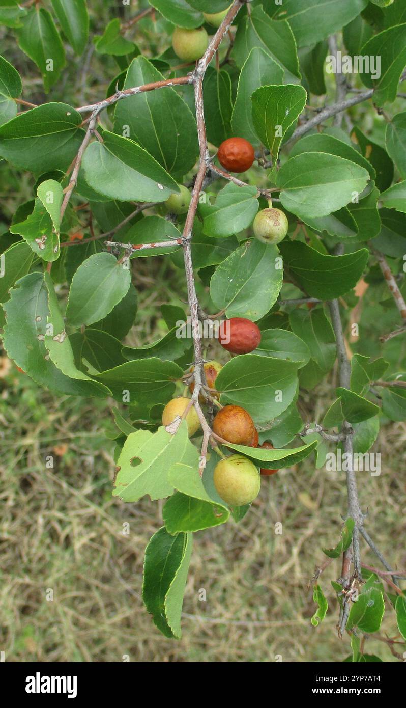 buffalo-thorn (Ziziphus mucronata Stock Photo - Alamy
