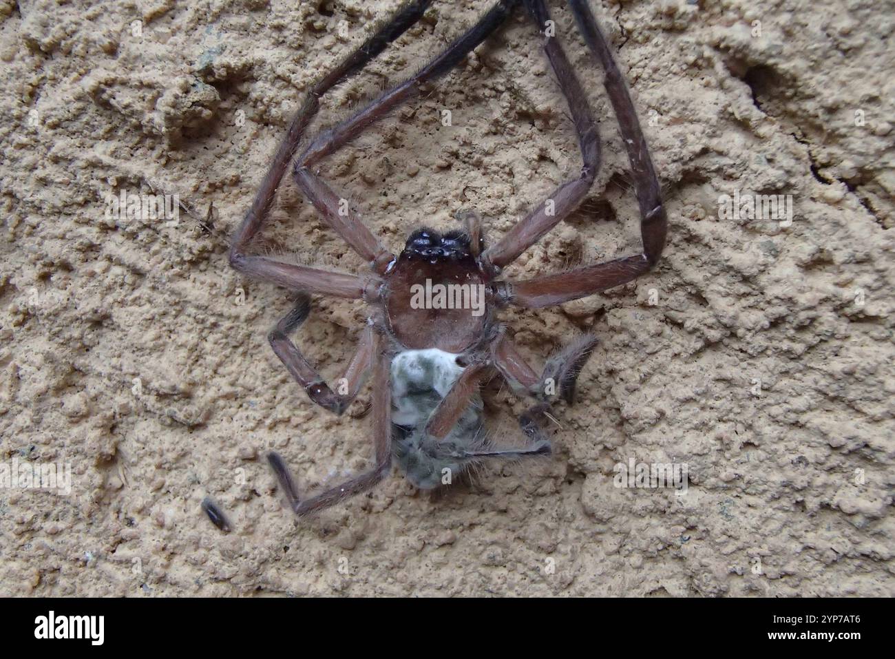 Social Huntsman Spider (Delena cancerides Stock Photo - Alamy