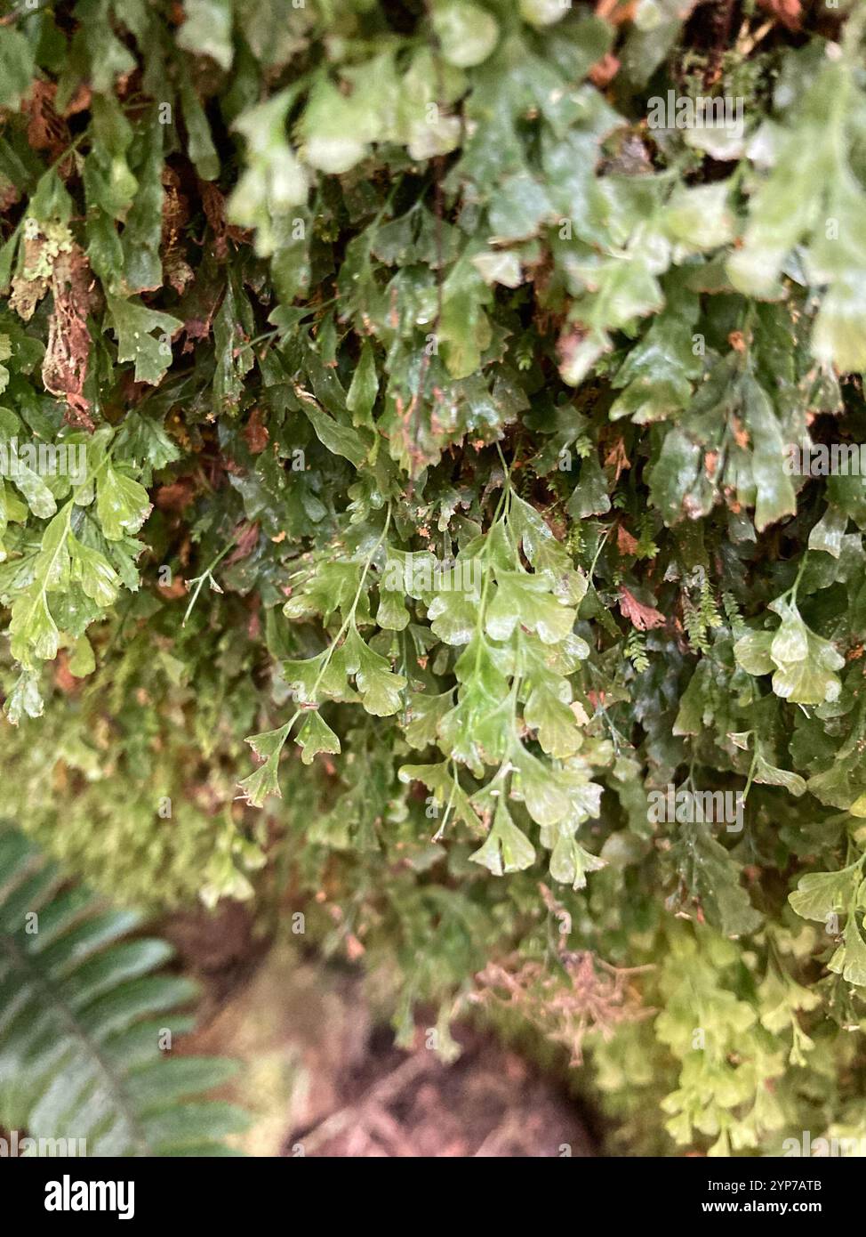 Trichomanes venosum hi-res stock photography and images - Alamy