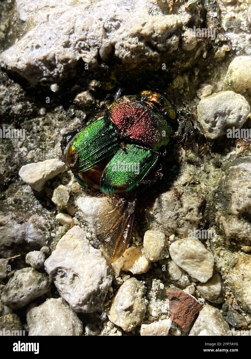 Rainbow Scarab (Phanaeus vindex Stock Photo - Alamy