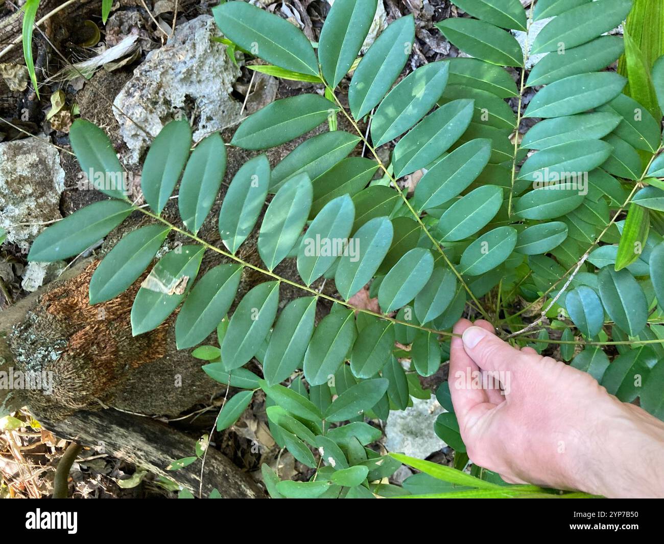 Paradise Tree (Simarouba glauca Stock Photo - Alamy