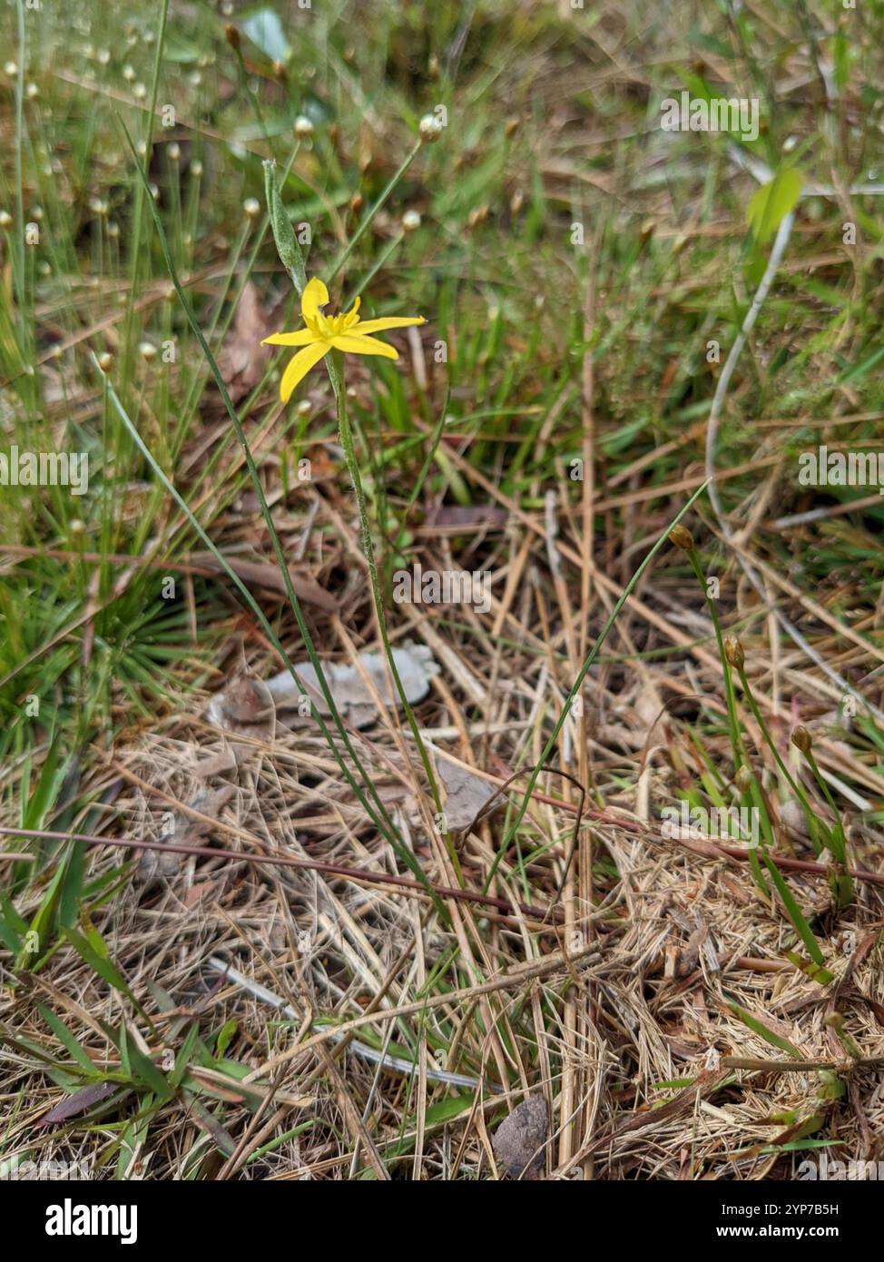 fringed star grass (Hypoxis juncea Stock Photo - Alamy