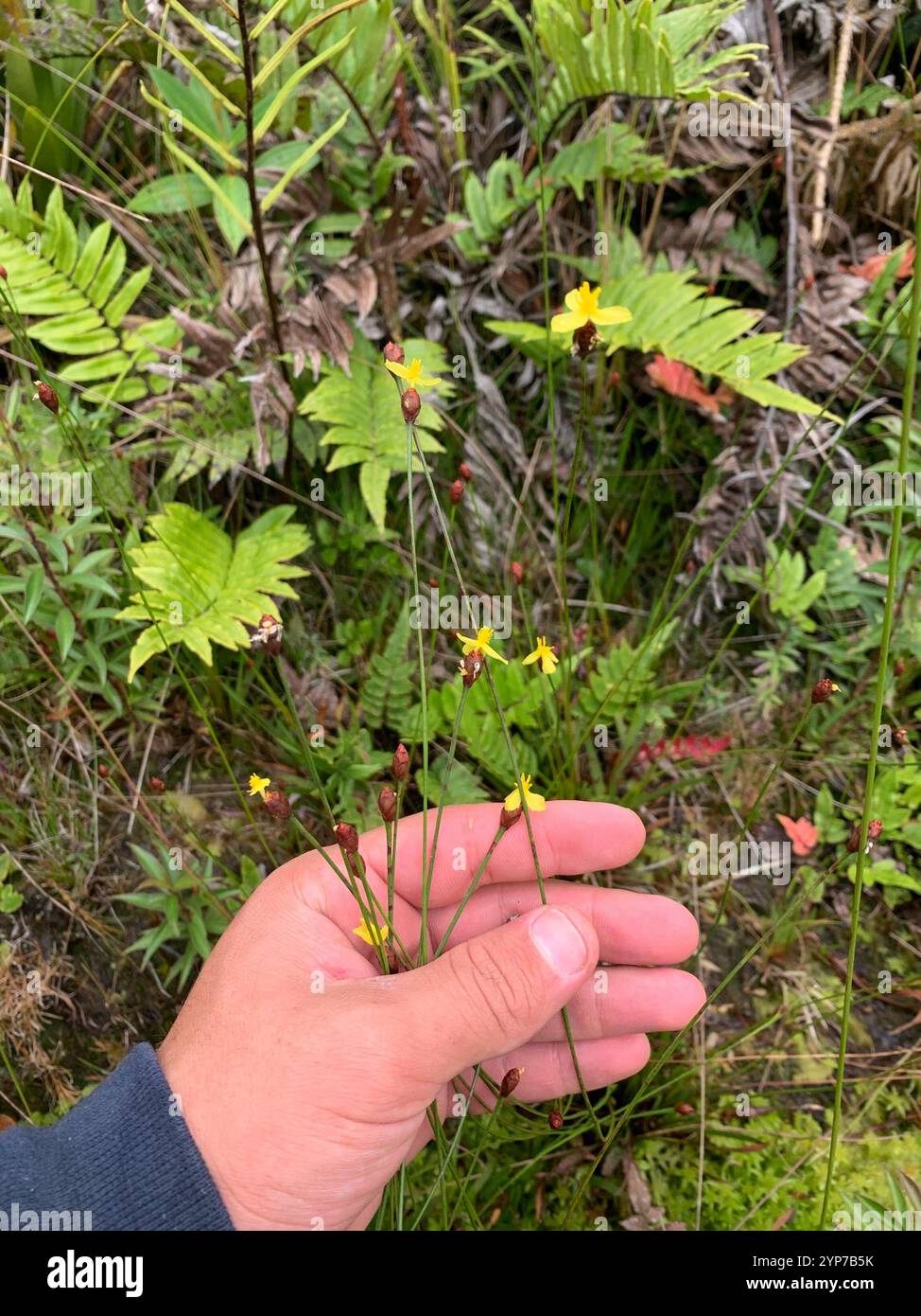yellow-eyed grasses (Xyridaceae Stock Photo - Alamy