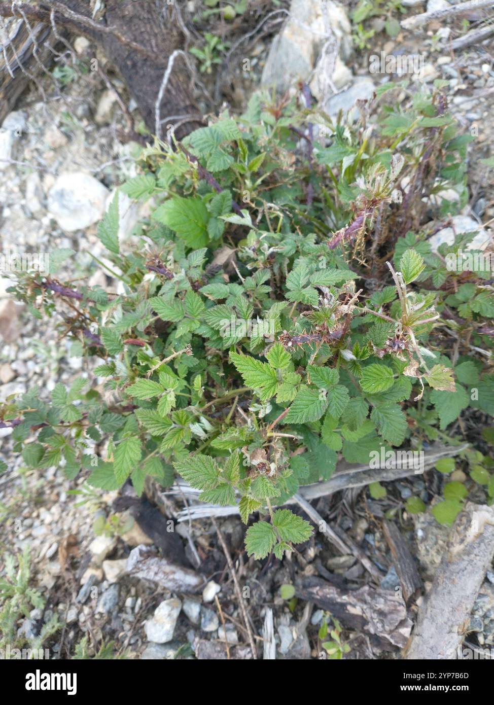 whitebark raspberry (Rubus leucodermis Stock Photo - Alamy