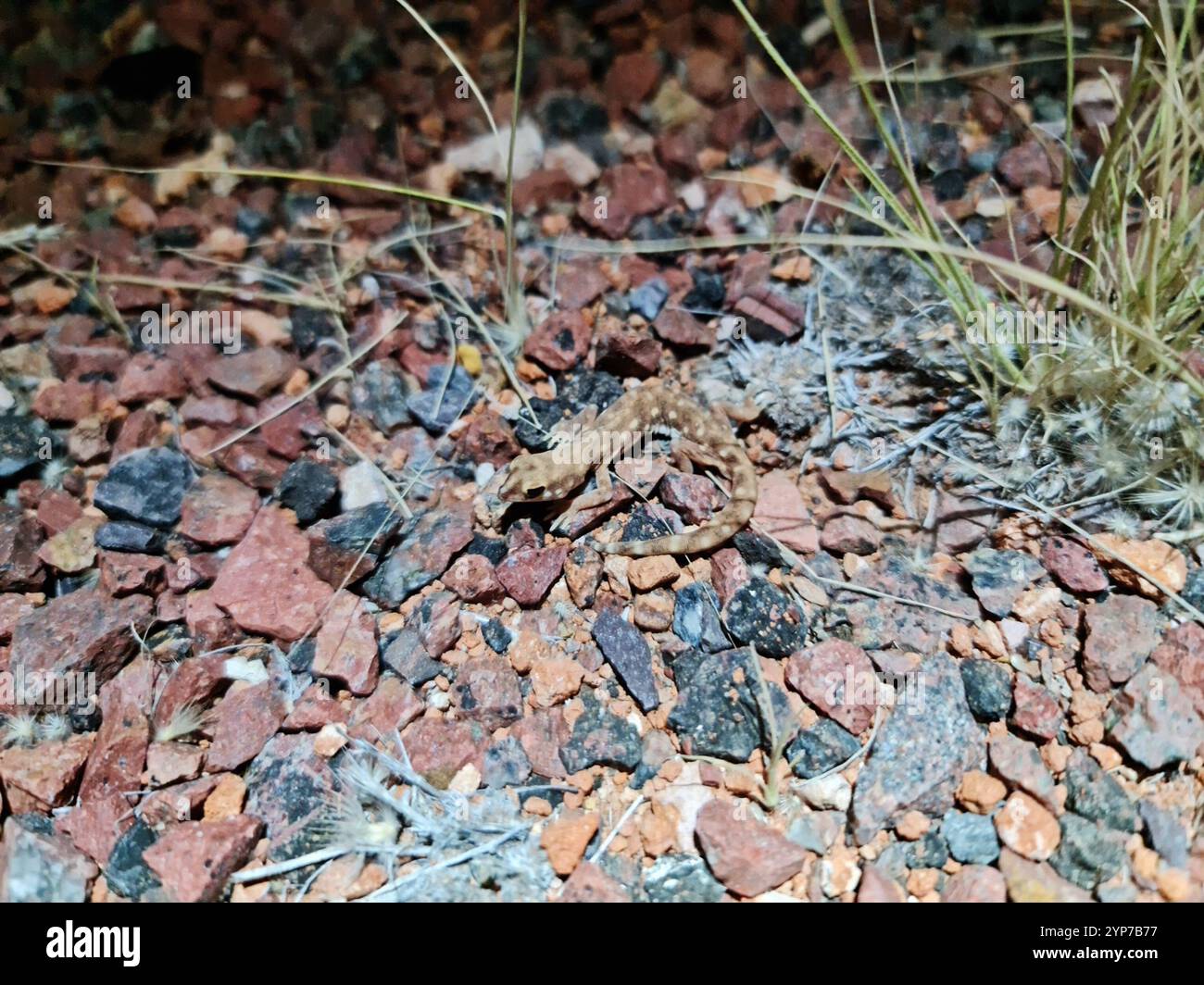 Eyre Basin Beaked Gecko (Rhynchoedura eyrensis Stock Photo - Alamy