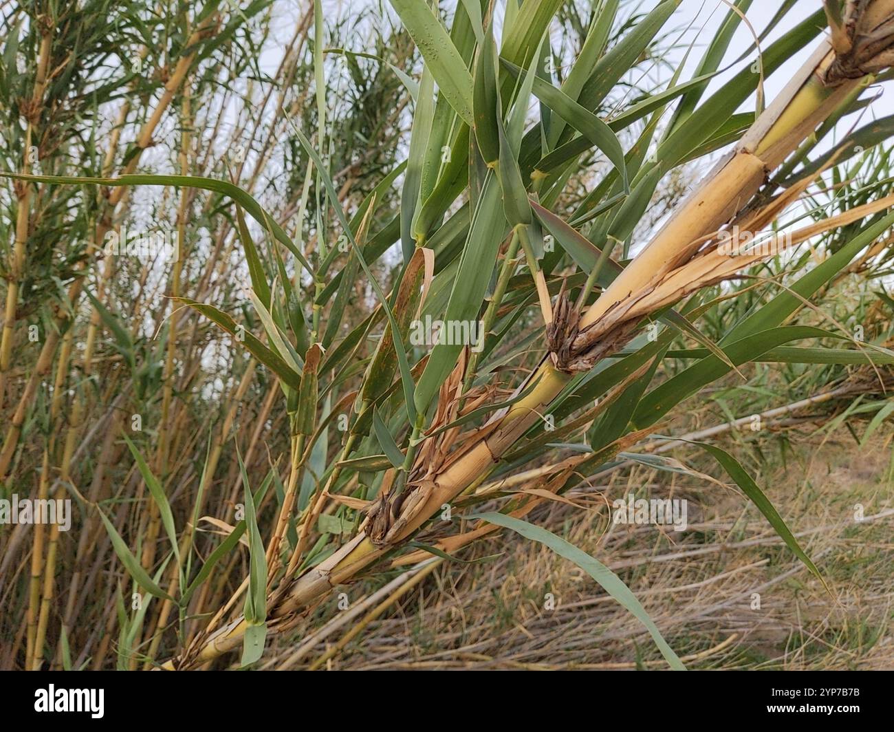 giant reed (Arundo donax Stock Photo - Alamy