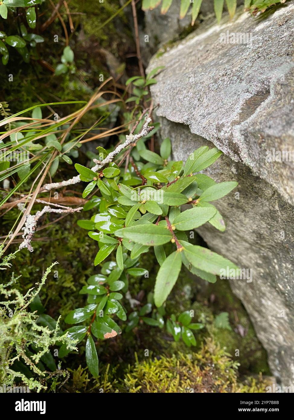 Oregon Boxwood (Paxistima myrsinites Stock Photo - Alamy