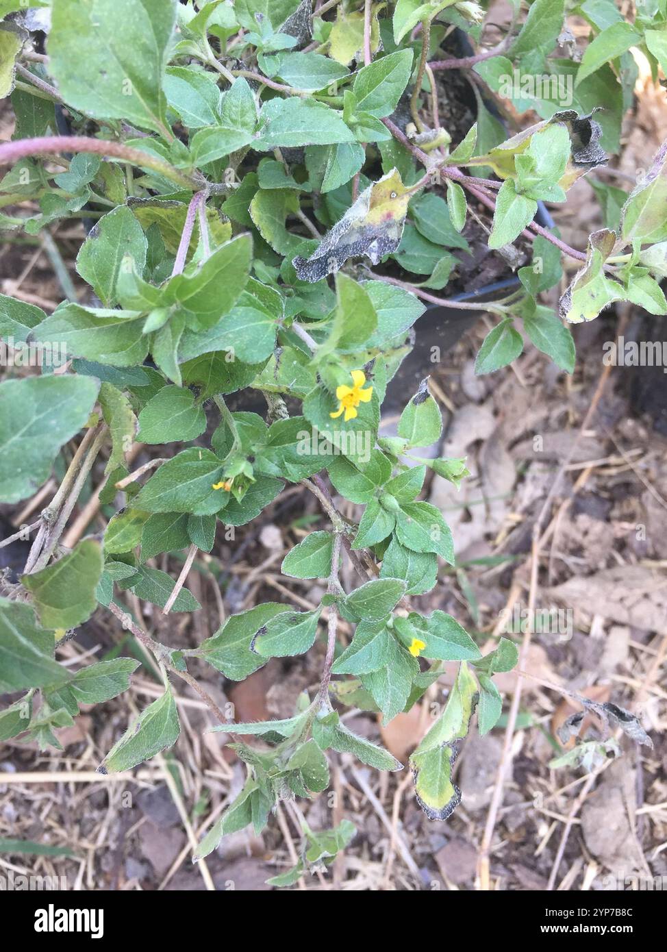 straggler daisy (Calyptocarpus vialis Stock Photo - Alamy