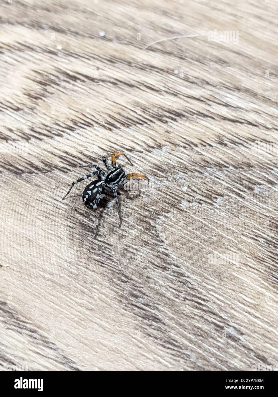 Spotted Ground Swift Spider (Nyssus coloripes Stock Photo - Alamy