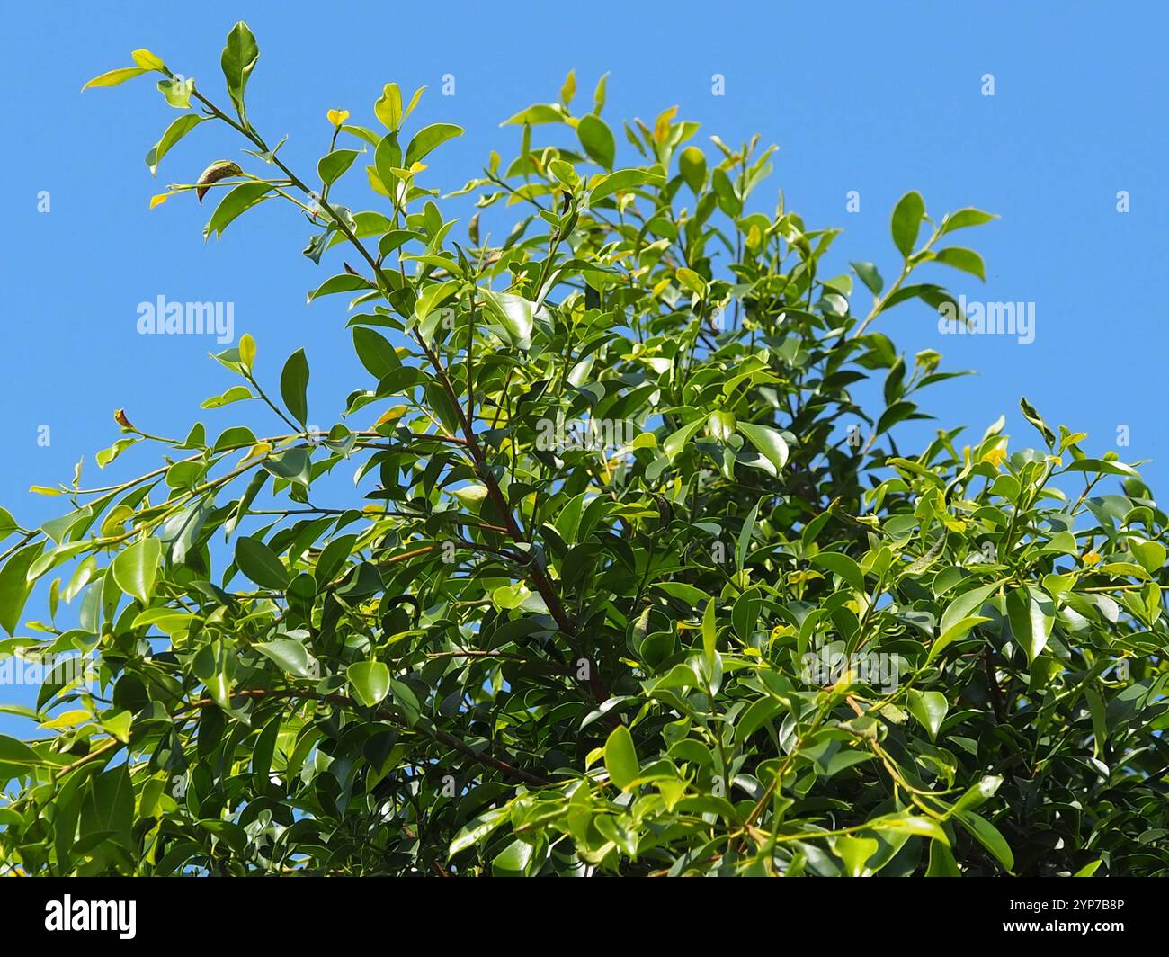Chinese banyan (Ficus microcarpa Stock Photo - Alamy