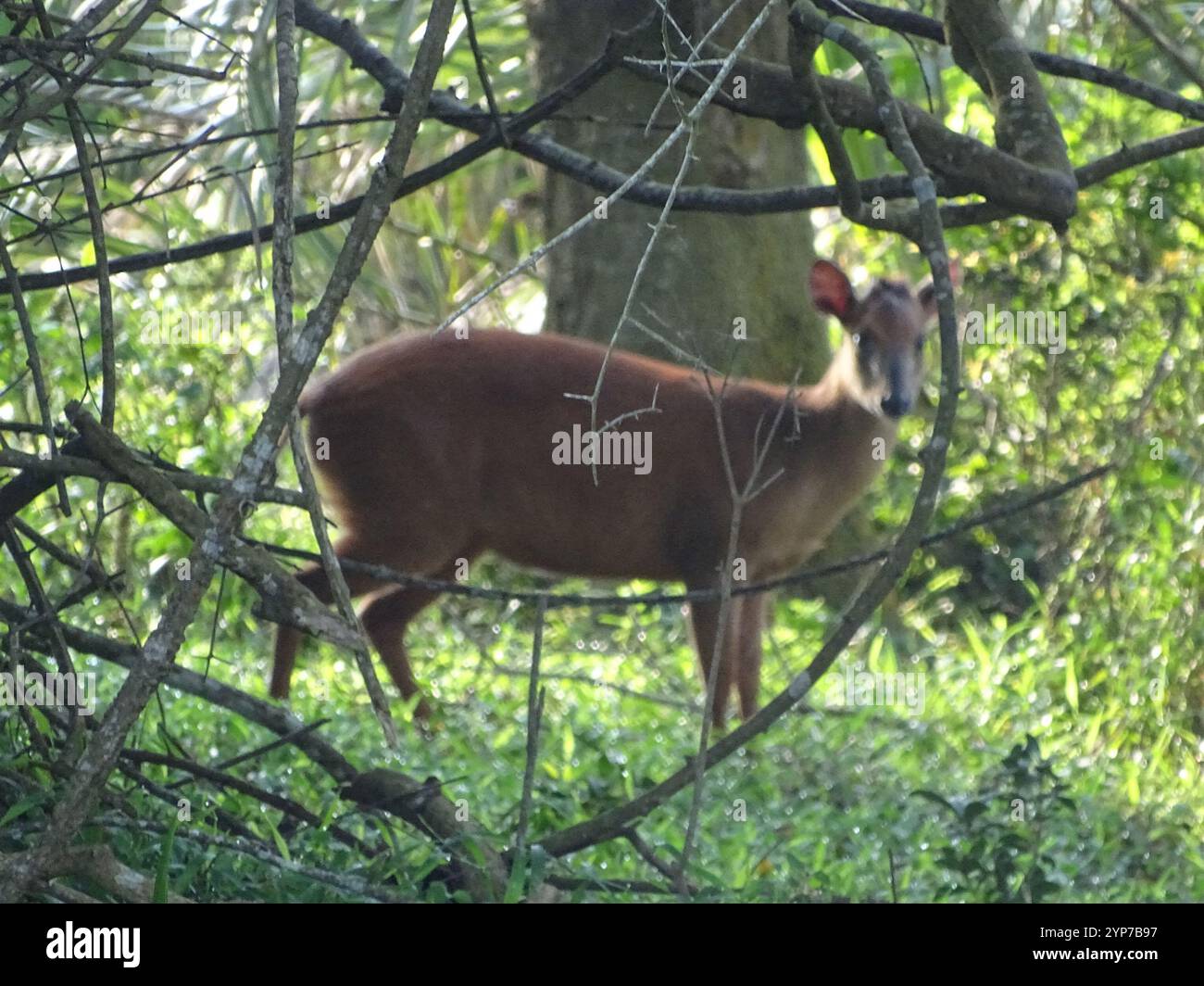 Red Forest Duiker (Cephalophorus natalensis Stock Photo - Alamy