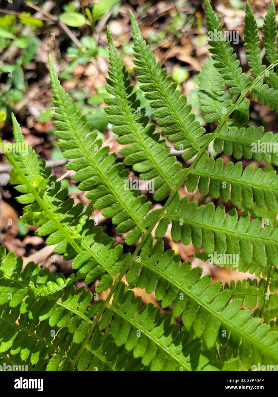 southern lady fern (Athyrium asplenioides Stock Photo - Alamy