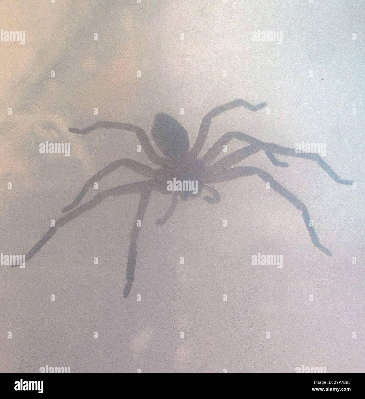 Huntsman Spiders (Sparassidae Stock Photo - Alamy