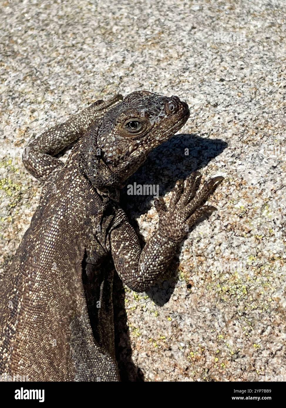 Common Chuckwalla (Sauromalus ater Stock Photo - Alamy