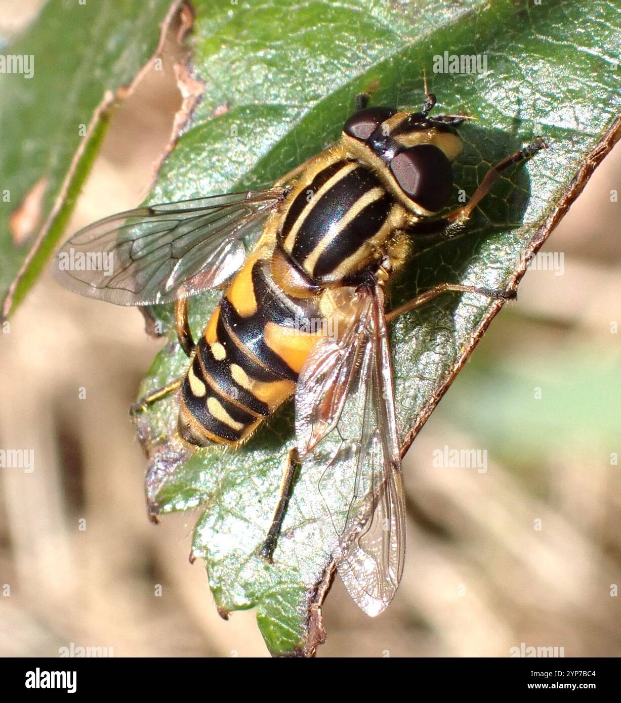 Sun Fly (Helophilus pendulus Stock Photo - Alamy