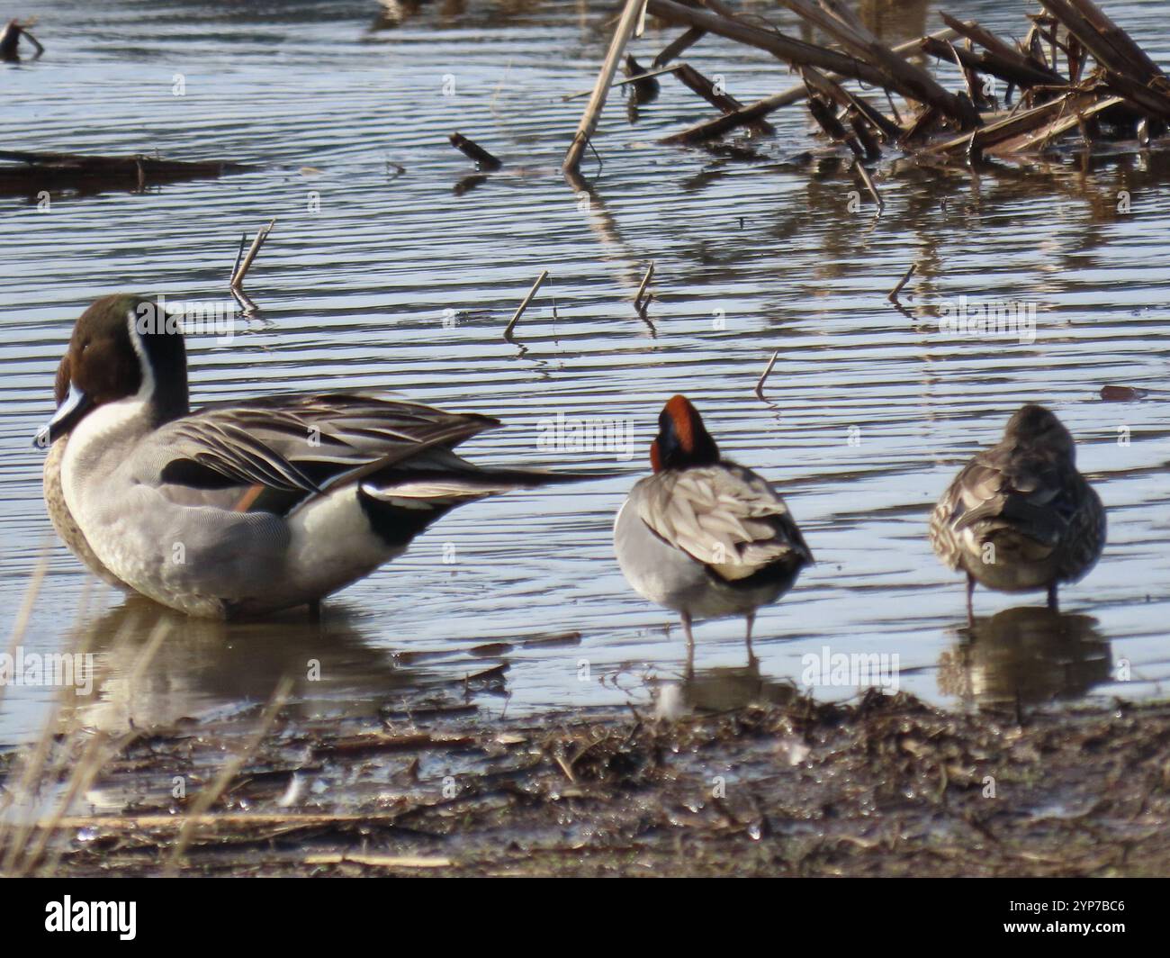 Northern Pintail (Anas acuta Stock Photo - Alamy