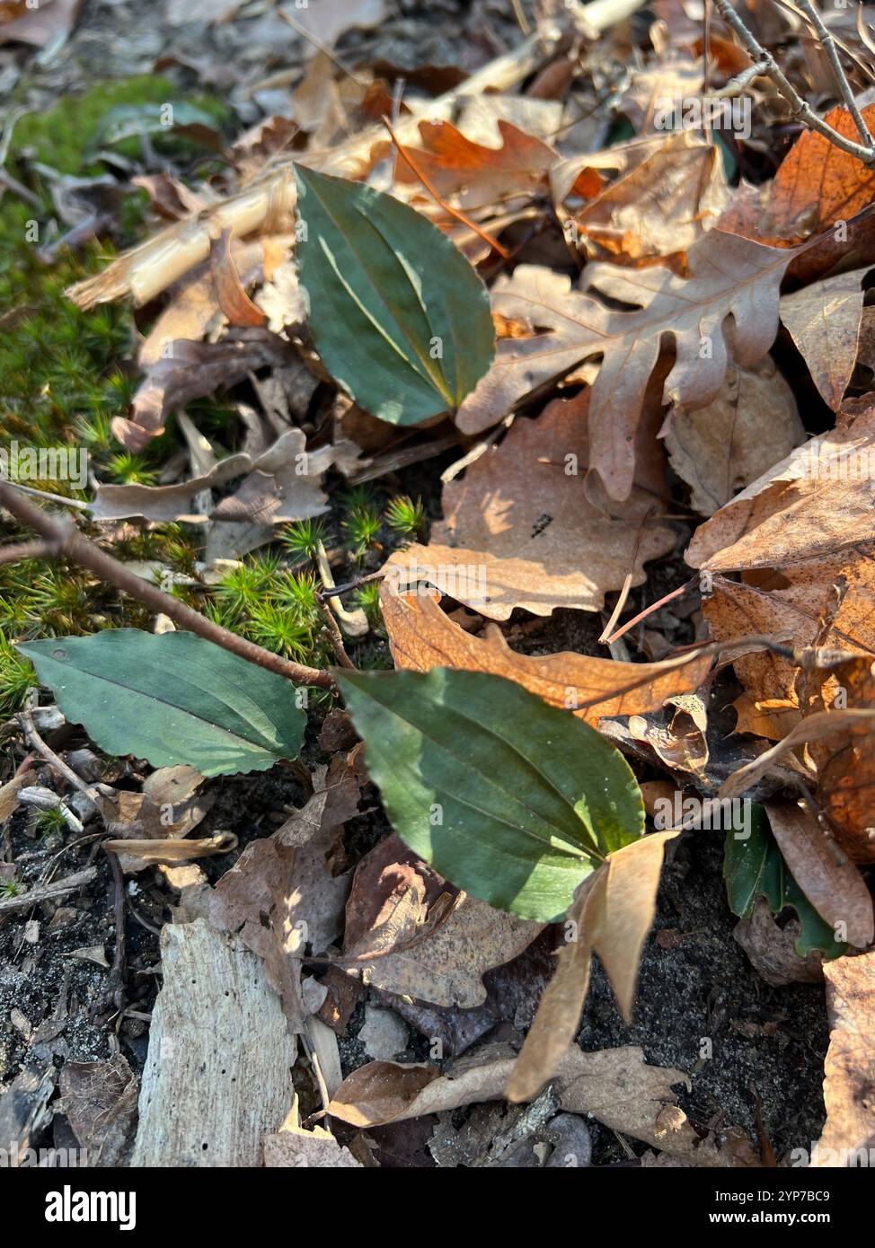 crane-fly orchid (Tipularia discolor Stock Photo - Alamy