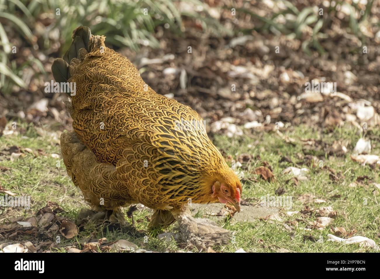 Rooster on the move in search of food Stock Photo - Alamy