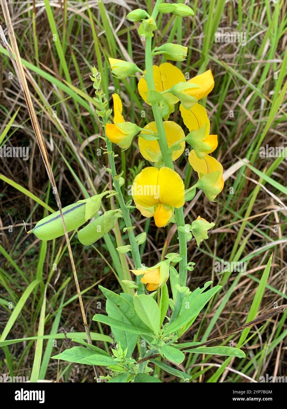 Showy Rattlebox (Crotalaria spectabilis Stock Photo - Alamy
