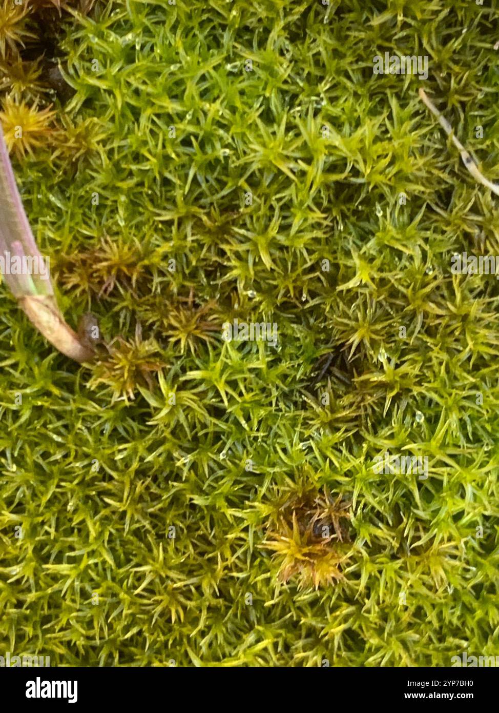 Common Pincushion (Dicranoweisia cirrata Stock Photo - Alamy