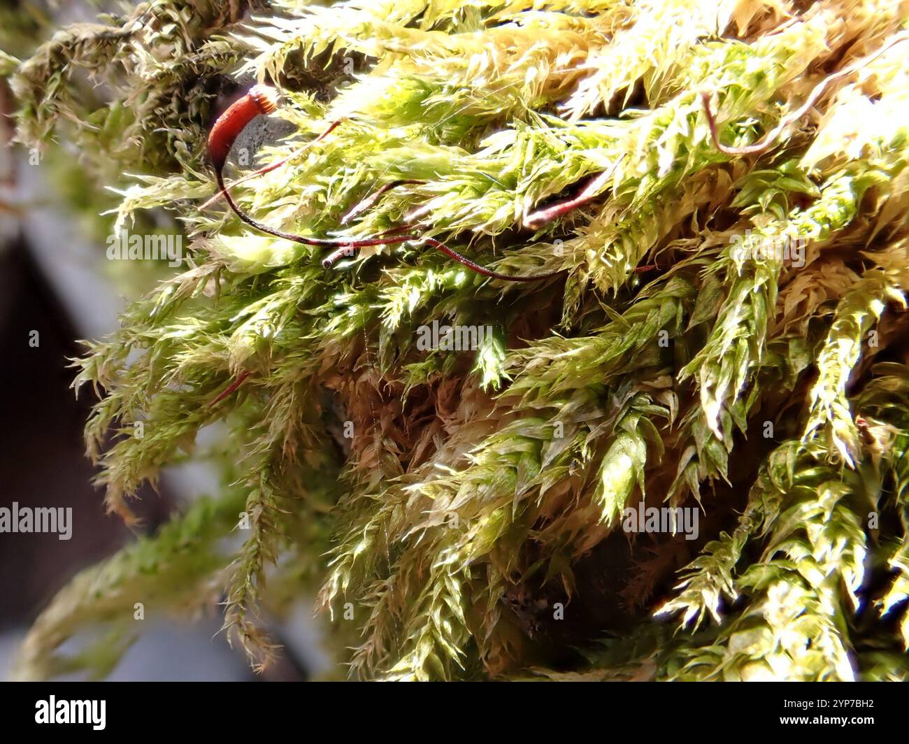 Rough-stalked Feather-moss (Brachythecium rutabulum Stock Photo - Alamy