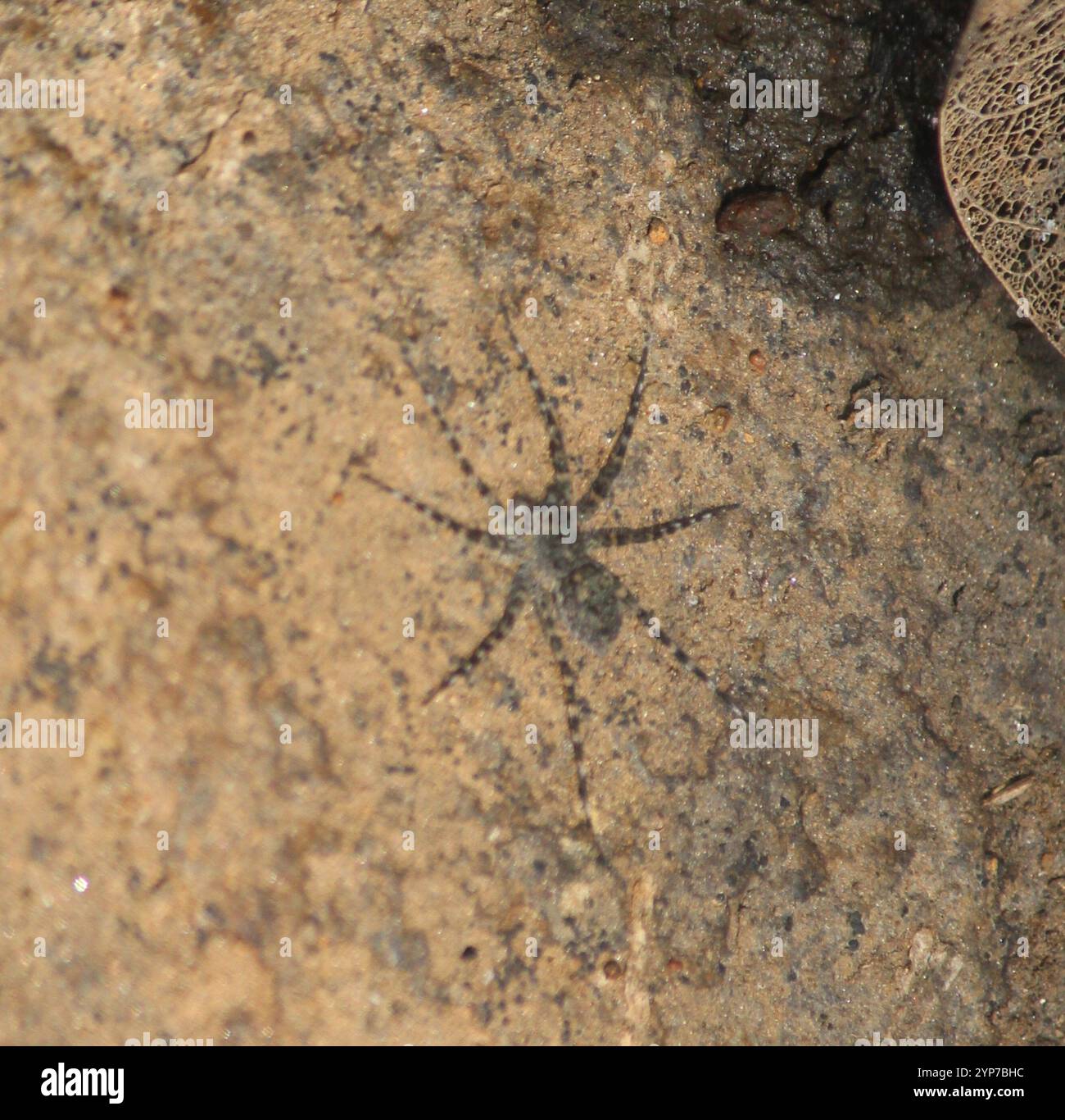 Thin-legged Wolf Spiders (Pardosa Stock Photo - Alamy