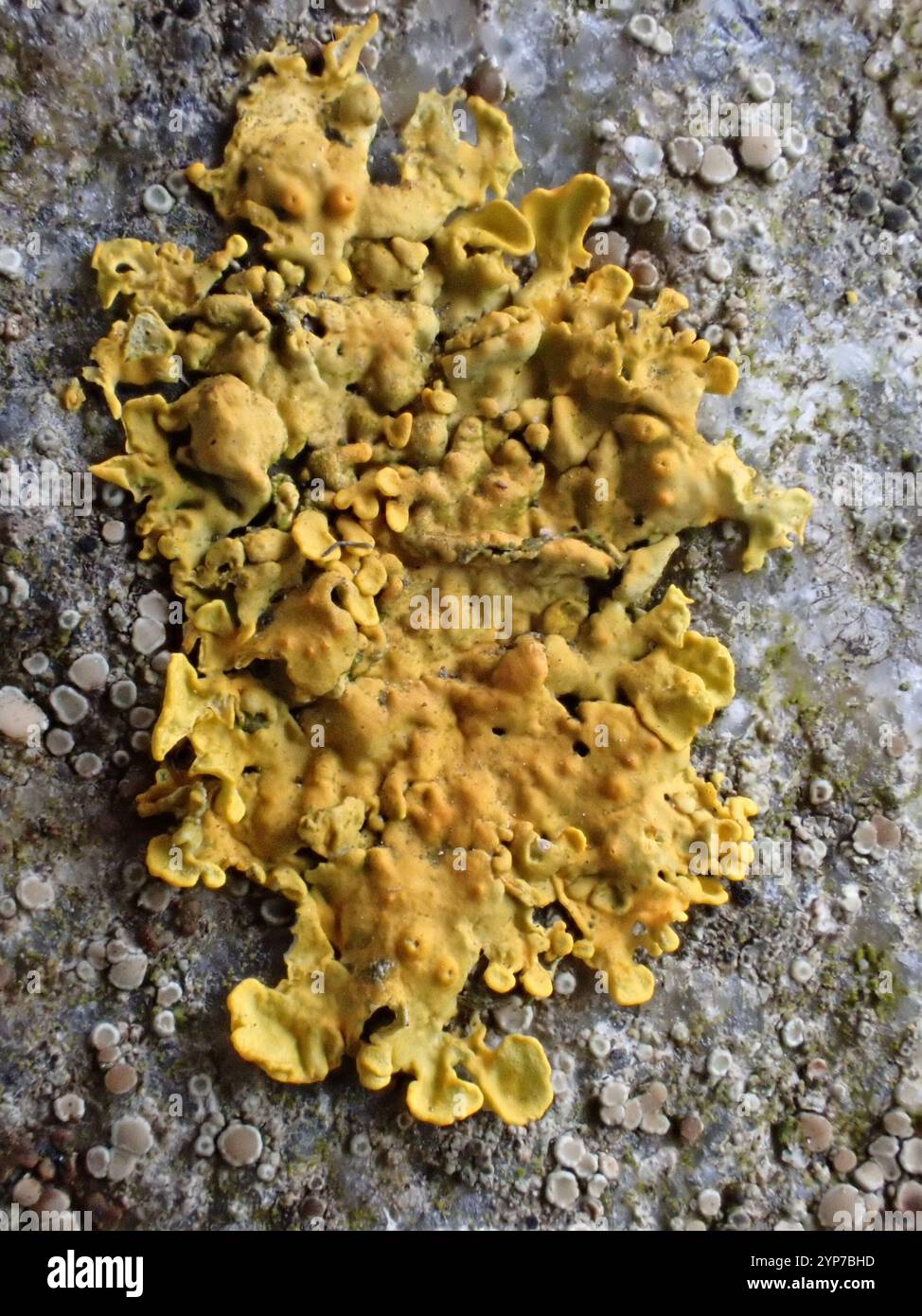 Common Sunburst Lichen (Xanthoria parietina Stock Photo - Alamy