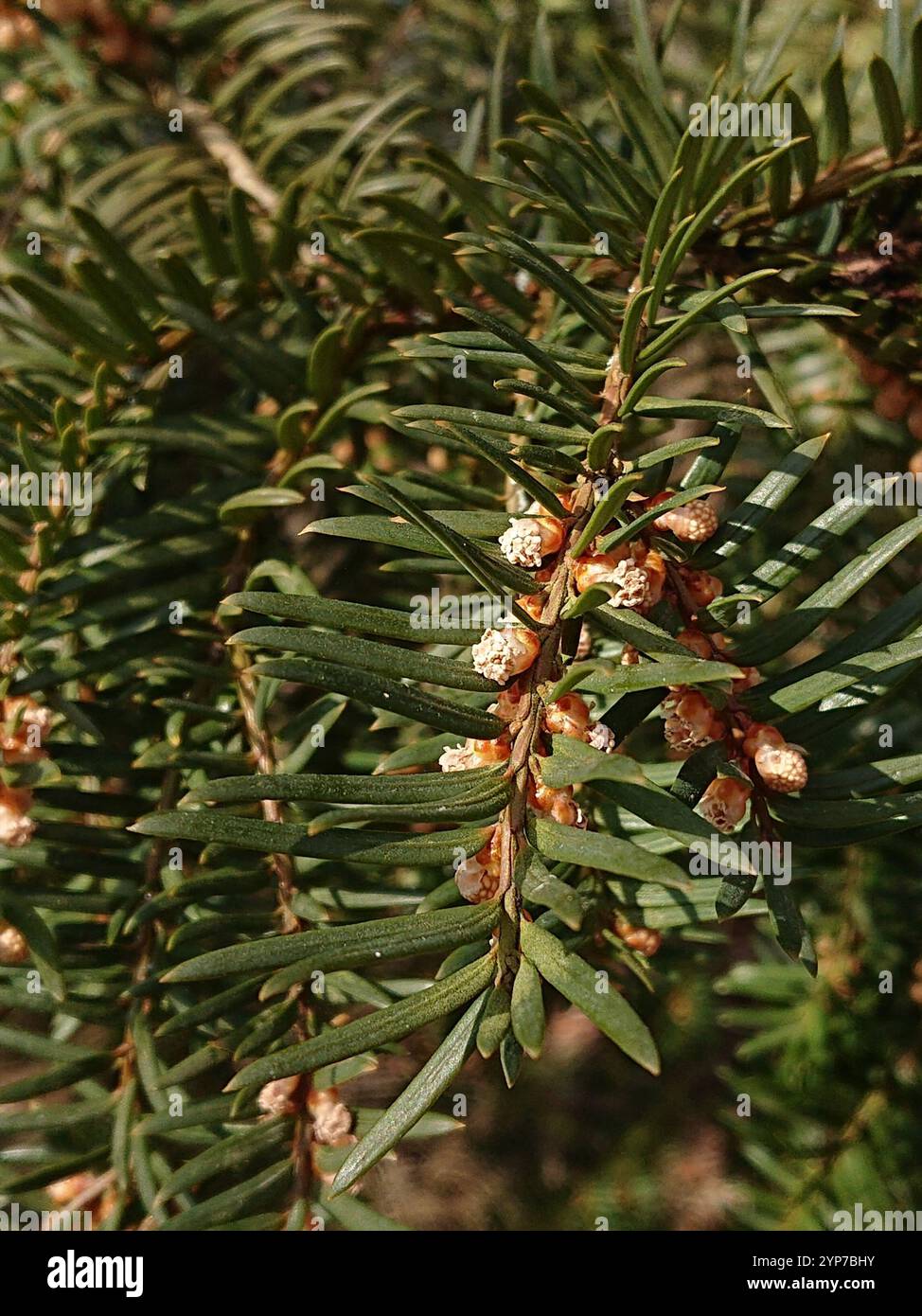 common yew (Taxus baccata Stock Photo - Alamy