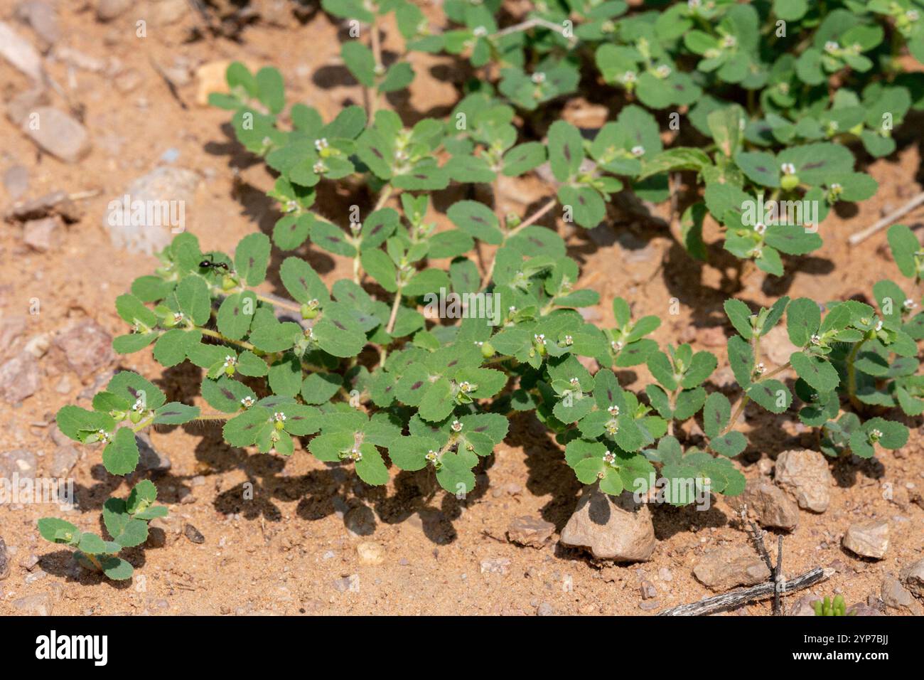 Sawtooth Sandmat (Euphorbia serrula Stock Photo - Alamy