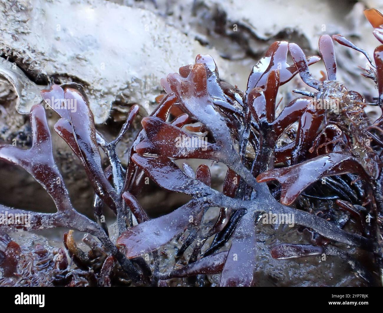 red algae (Rhodophyta Stock Photo - Alamy