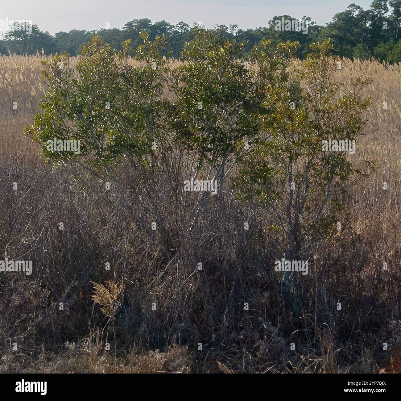 groundsel tree (Baccharis halimifolia Stock Photo - Alamy