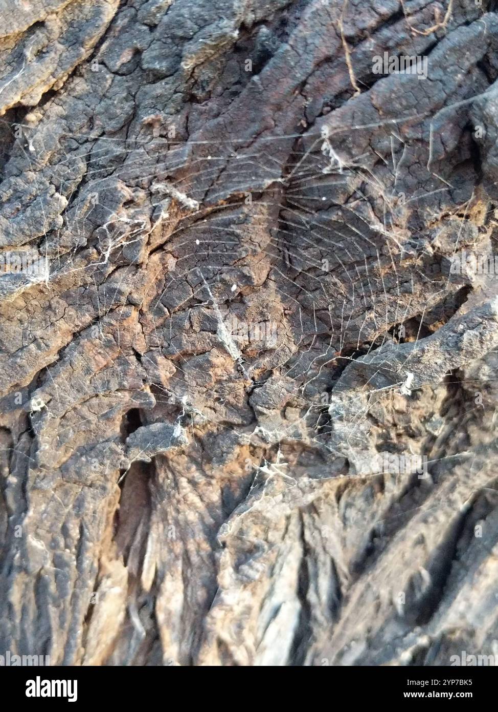 Feather-legged Spiders (Uloborus Stock Photo - Alamy