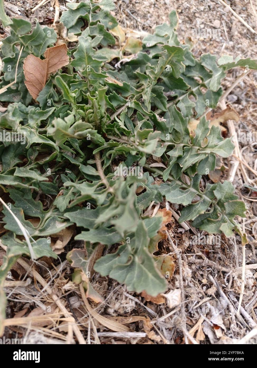 London rocket (Sisymbrium irio Stock Photo - Alamy