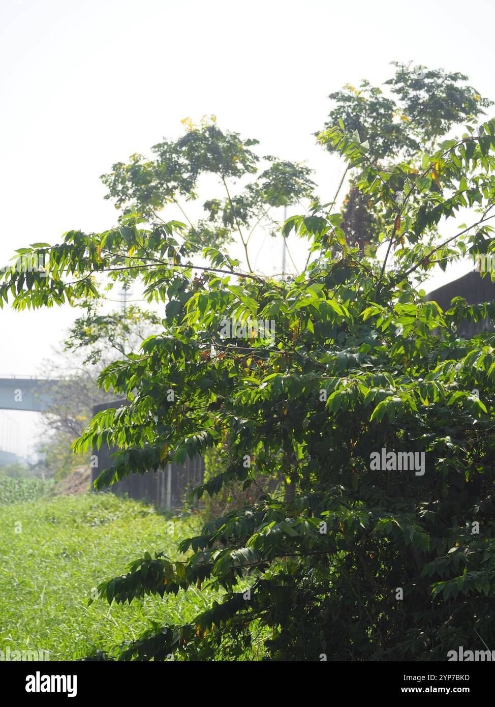 calabur tree (Muntingia calabura Stock Photo - Alamy