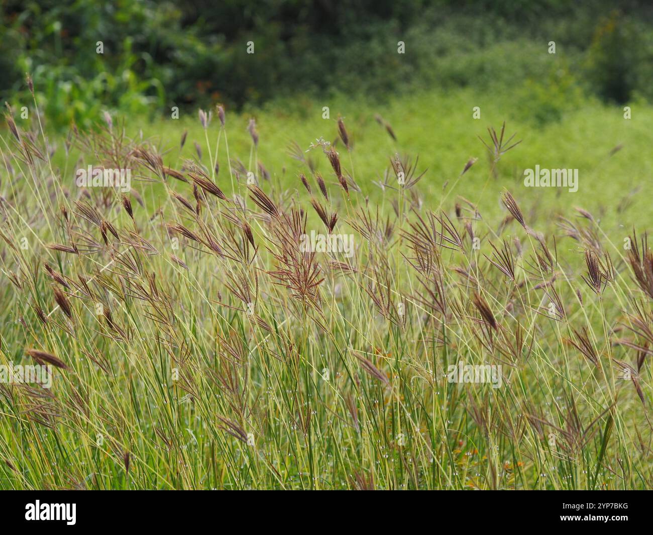 Kleberg's bluestem (Dichanthium annulatum Stock Photo - Alamy