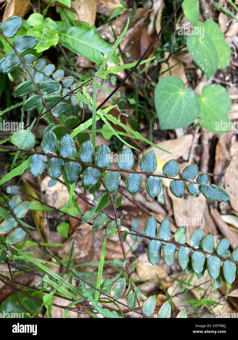 Button Fern (Pellaea rotundifolia Stock Photo - Alamy
