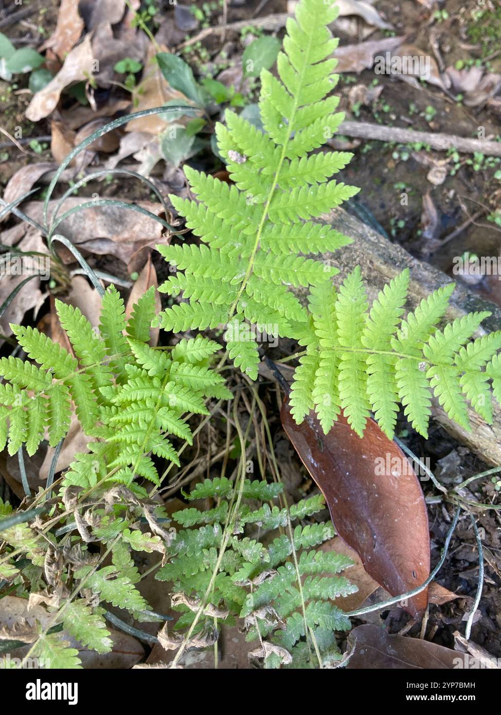 Soft Fern (Christella dentata Stock Photo - Alamy