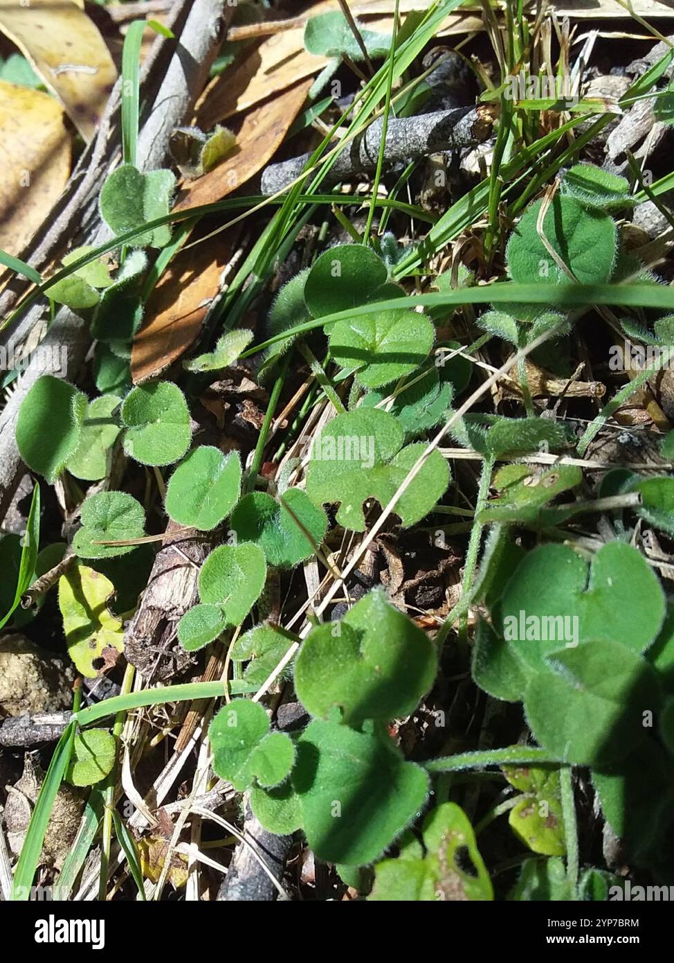 kidney weed (Dichondra repens Stock Photo - Alamy
