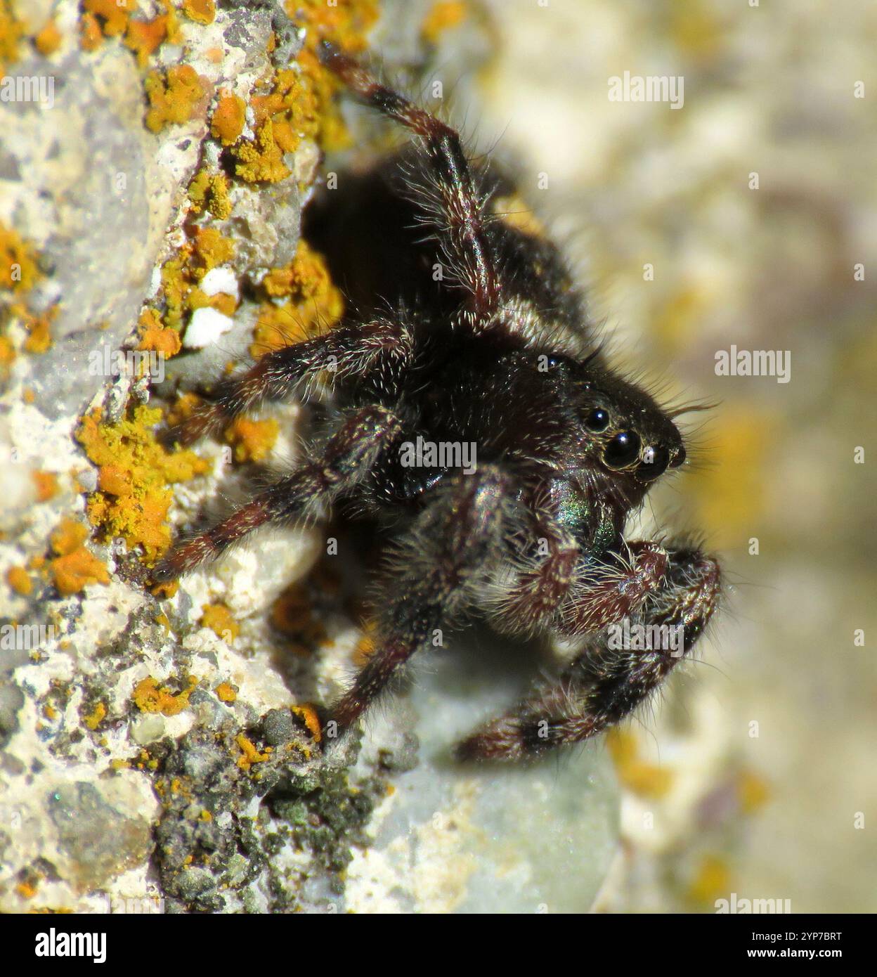 Bold Jumping Spider (Phidippus audax Stock Photo - Alamy