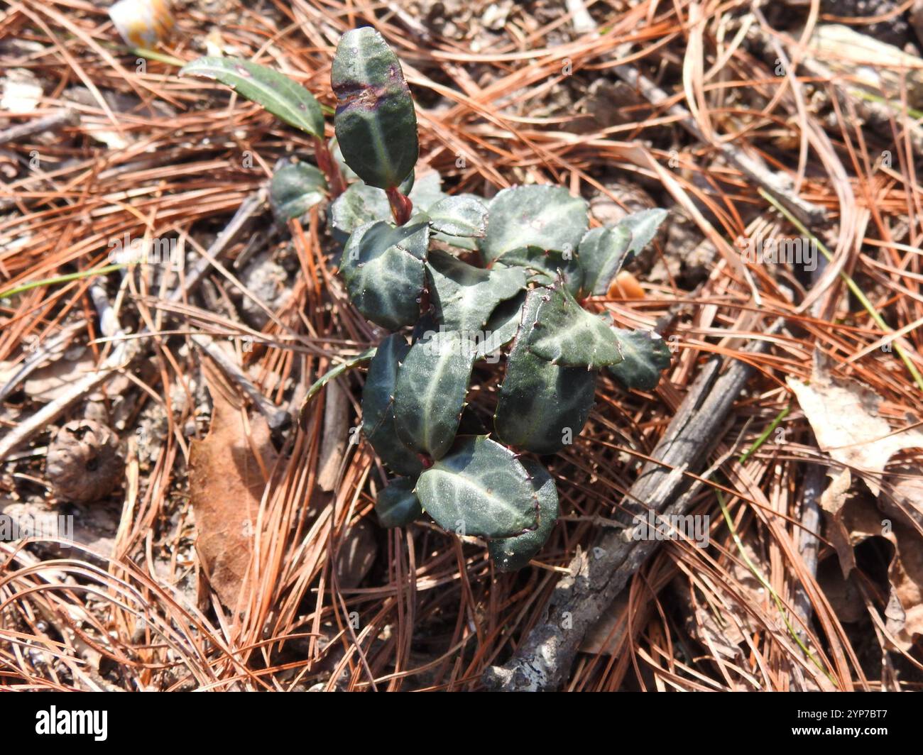 striped wintergreen (Chimaphila maculata Stock Photo - Alamy
