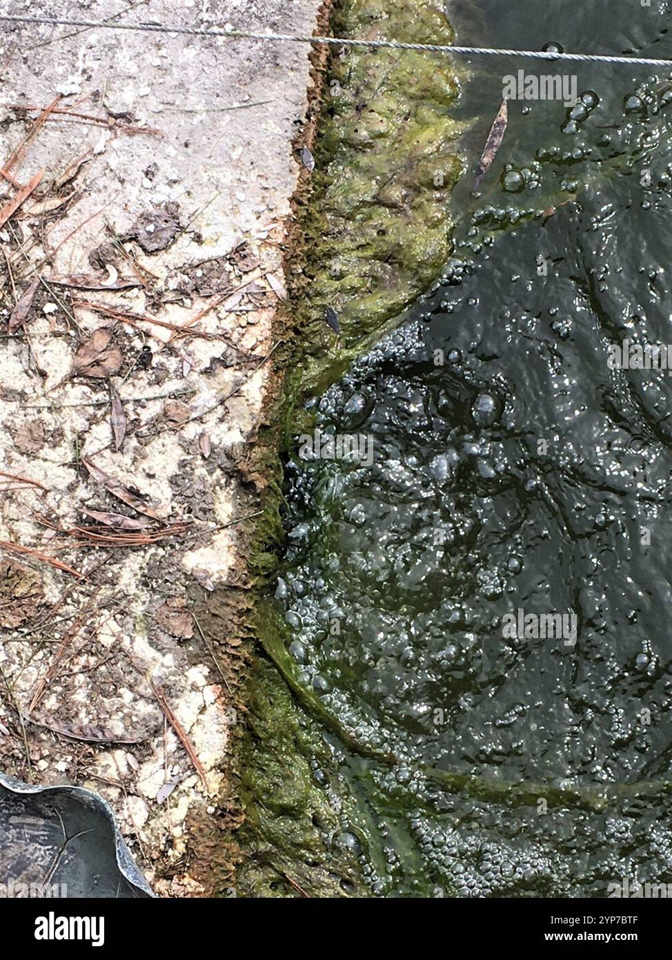 Ulvophycean green algae (Ulvophyceae Stock Photo - Alamy