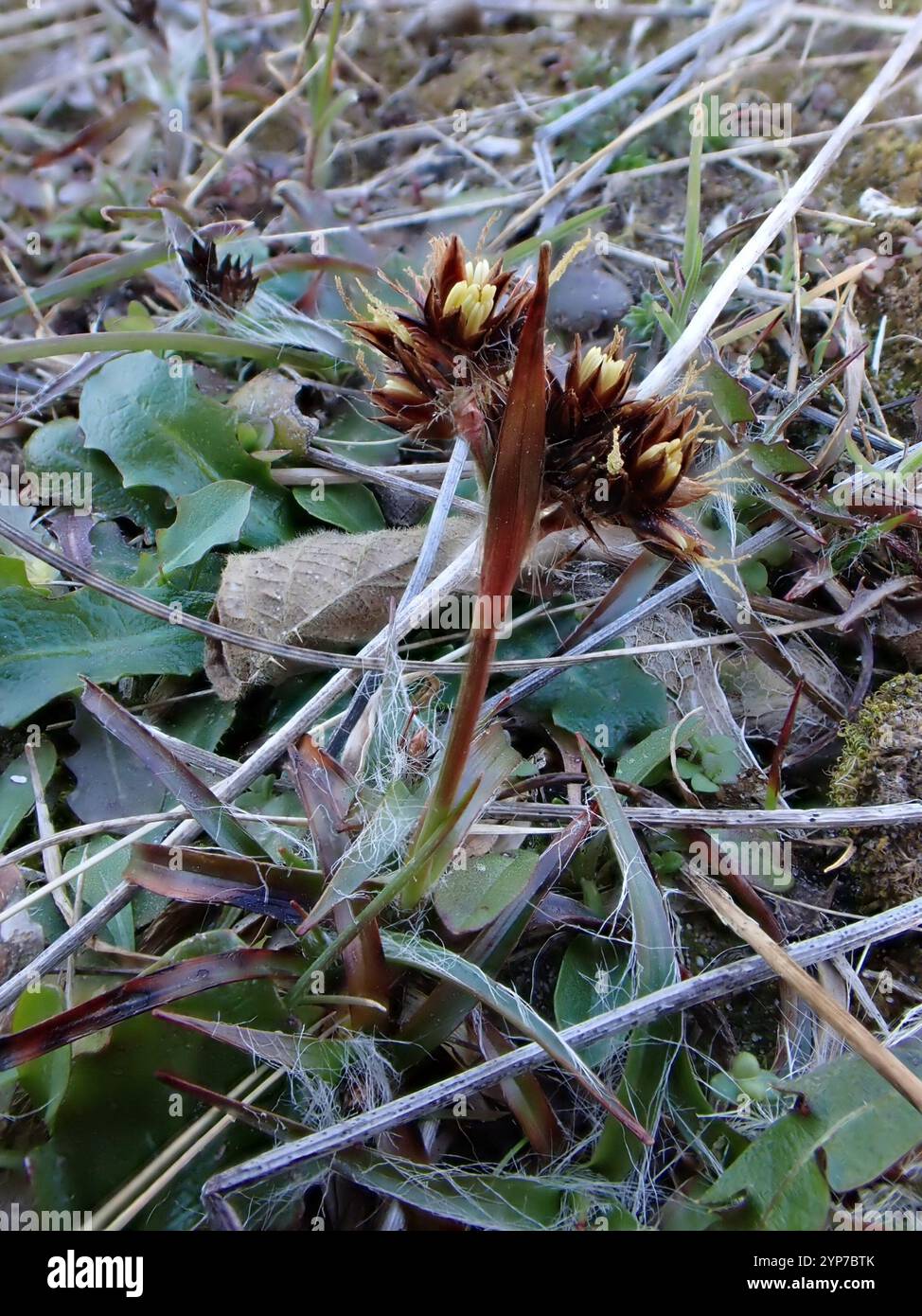 Field woodrush (Luzula campestris Stock Photo - Alamy