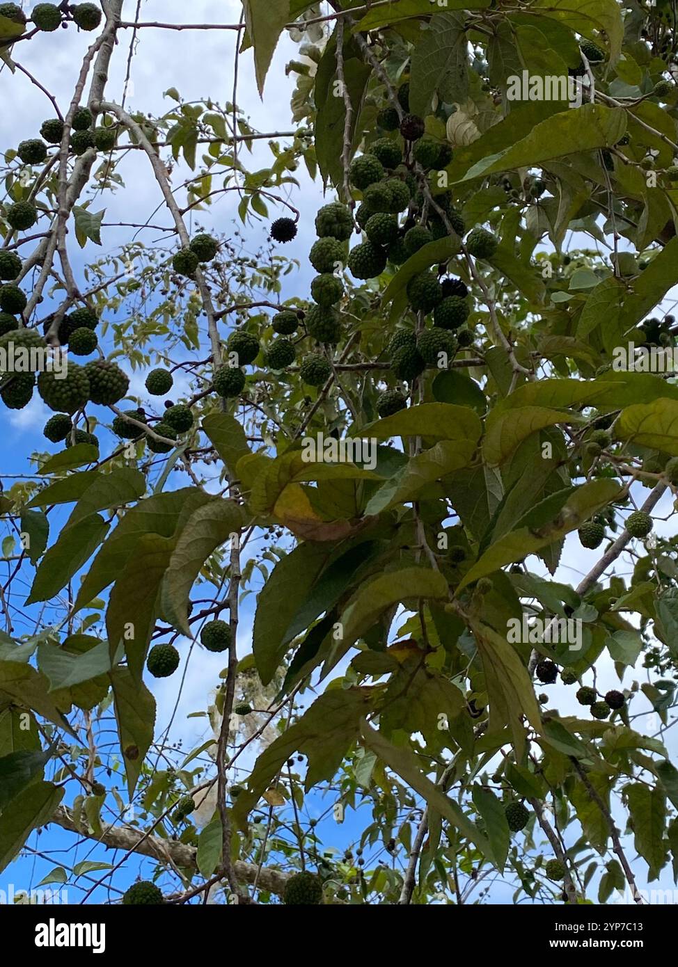 West Indian Elm (Guazuma ulmifolia Stock Photo - Alamy