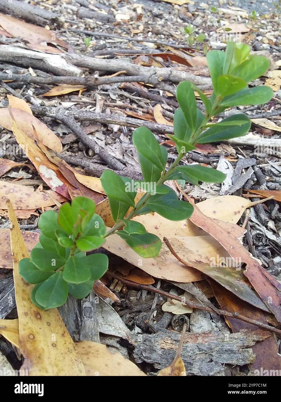 Large-leaf Bush Pea (Pultenaea daphnoides Stock Photo - Alamy