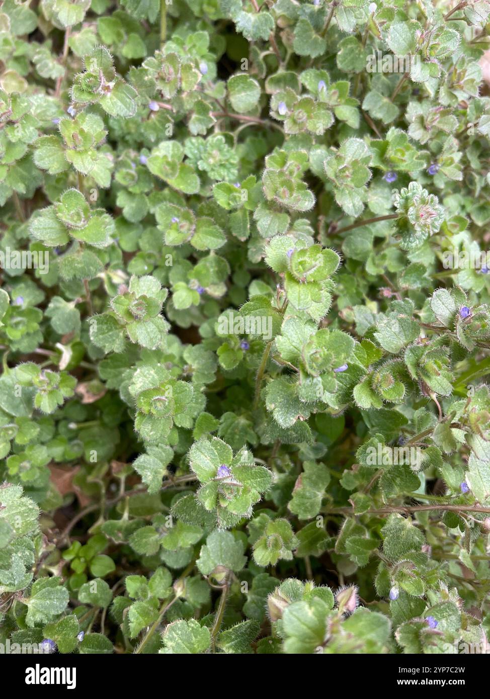 Ivy-leaved Speedwell (Veronica hederifolia Stock Photo - Alamy
