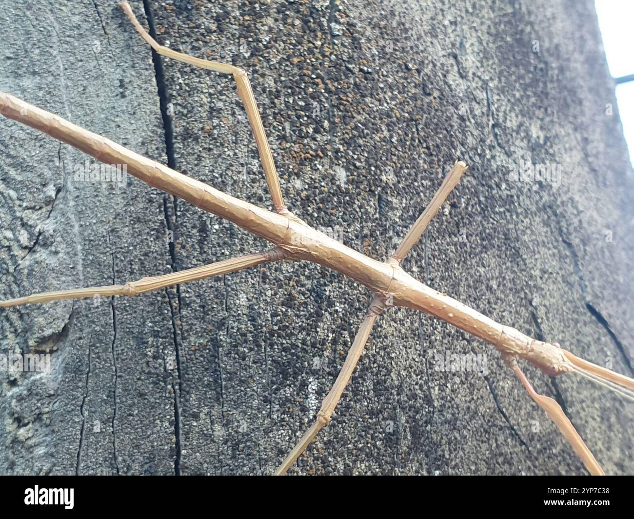 Stick Insects (Phasmida Stock Photo - Alamy