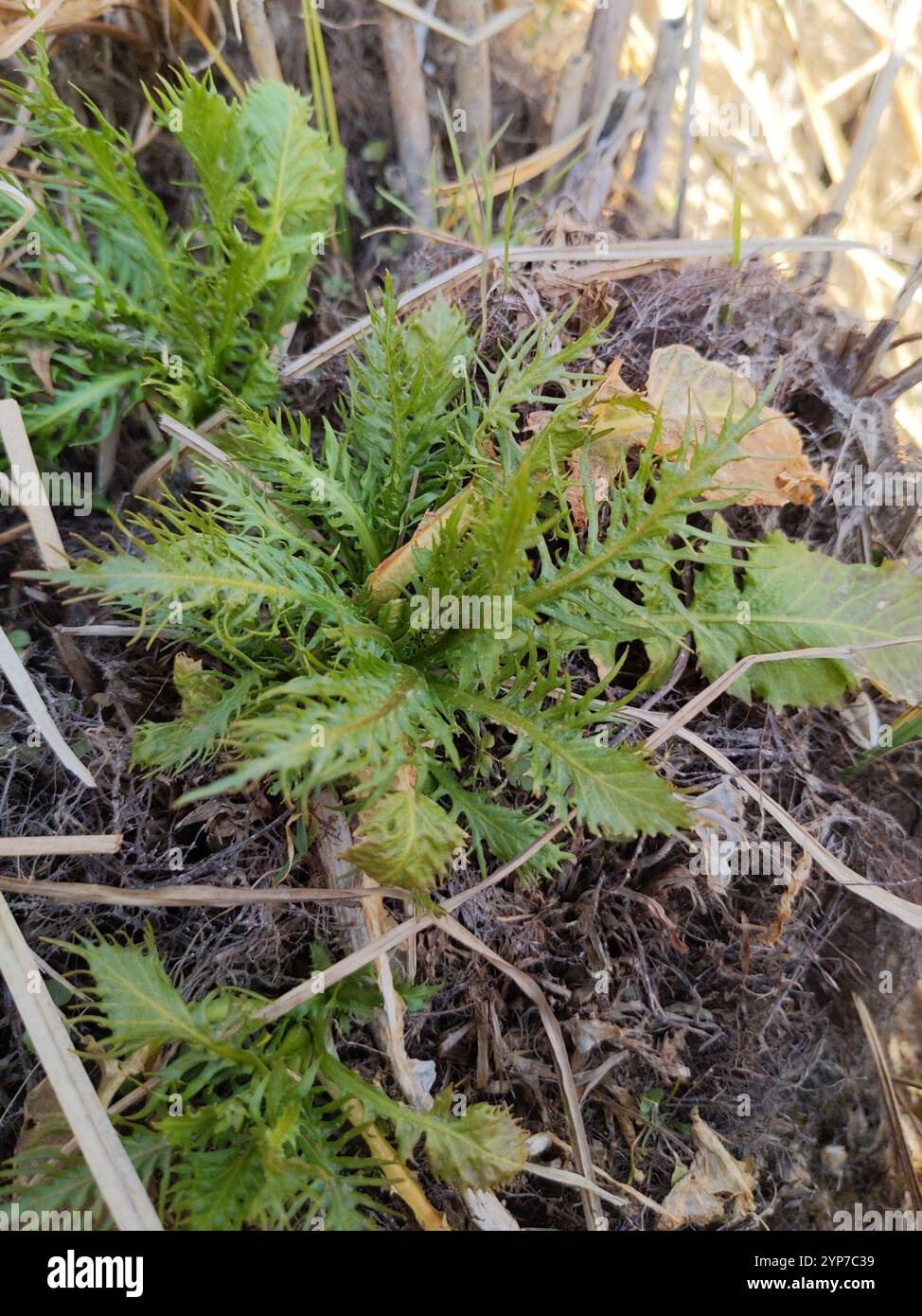 Amphibious Yellowcress (Rorippa amphibia Stock Photo - Alamy